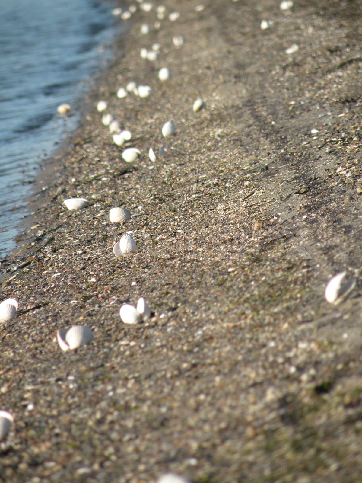 row of sea shells standing along the shore | Stock image | Colourbox