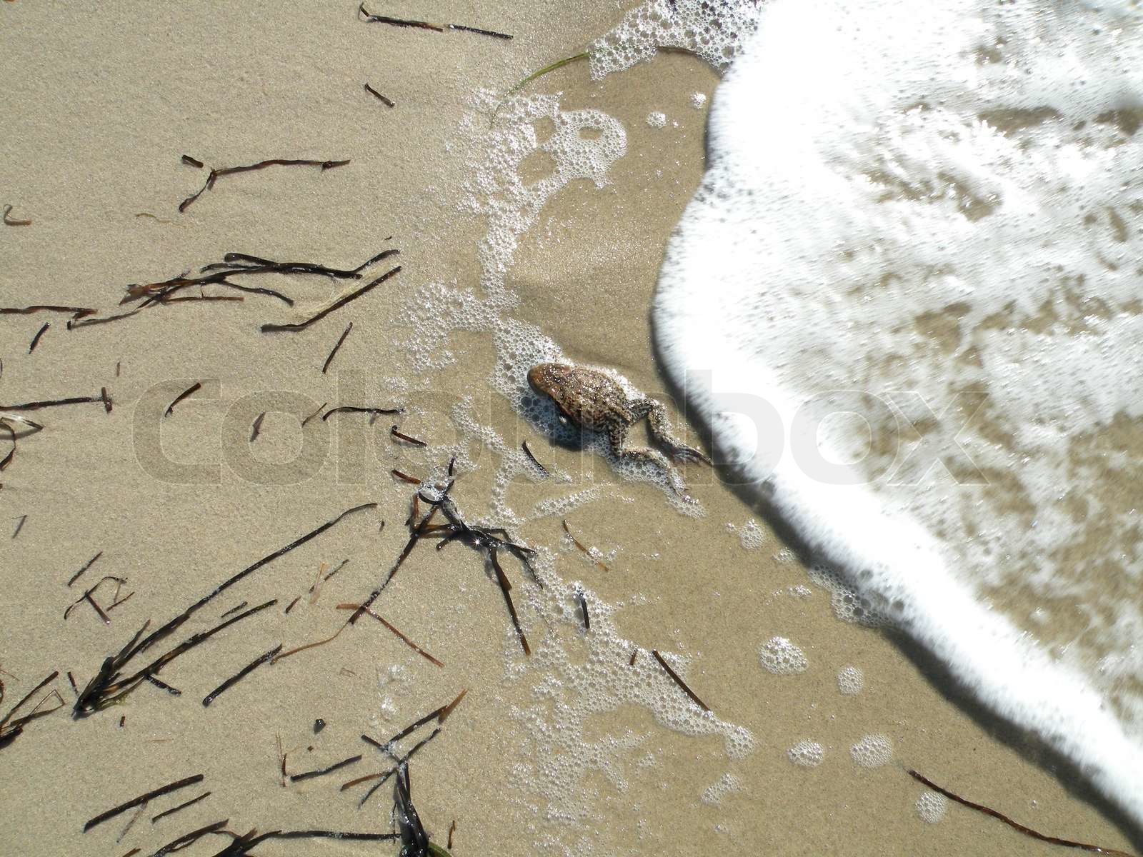 frog on beach | Stock image | Colourbox
