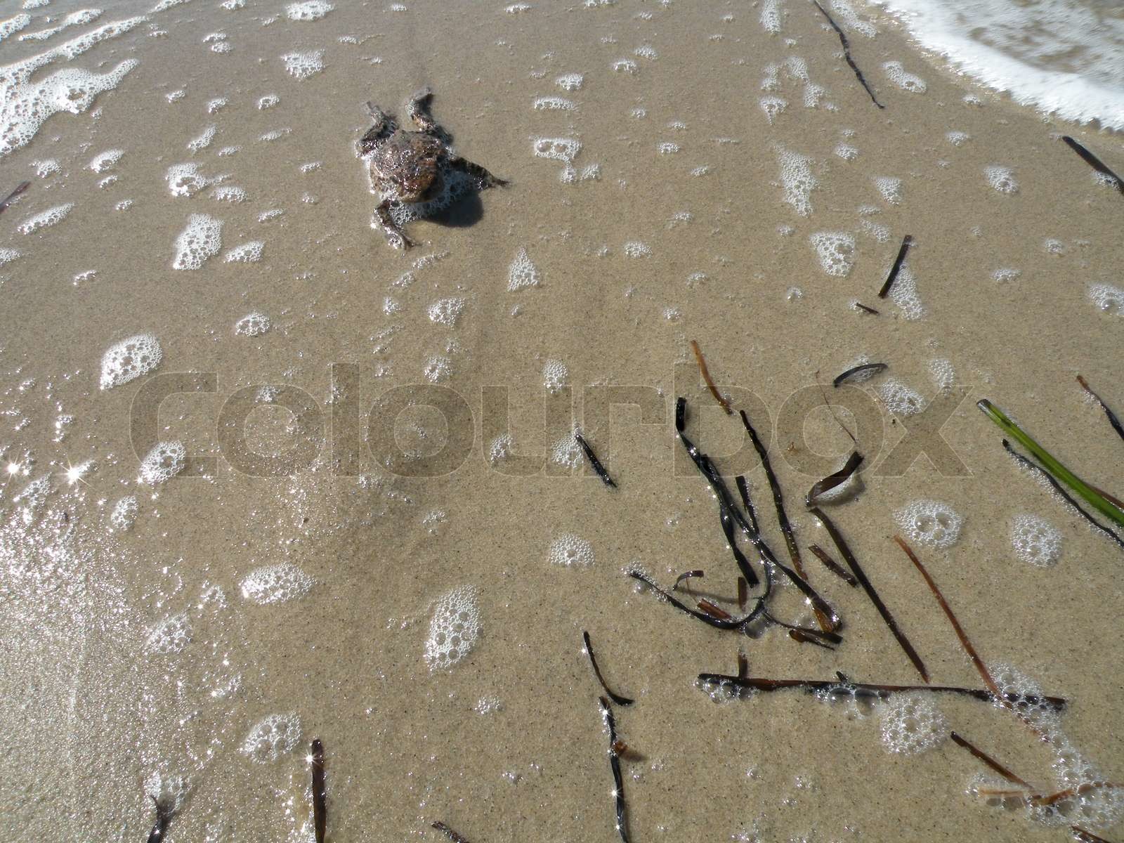 frog on beach in water | Stock image | Colourbox