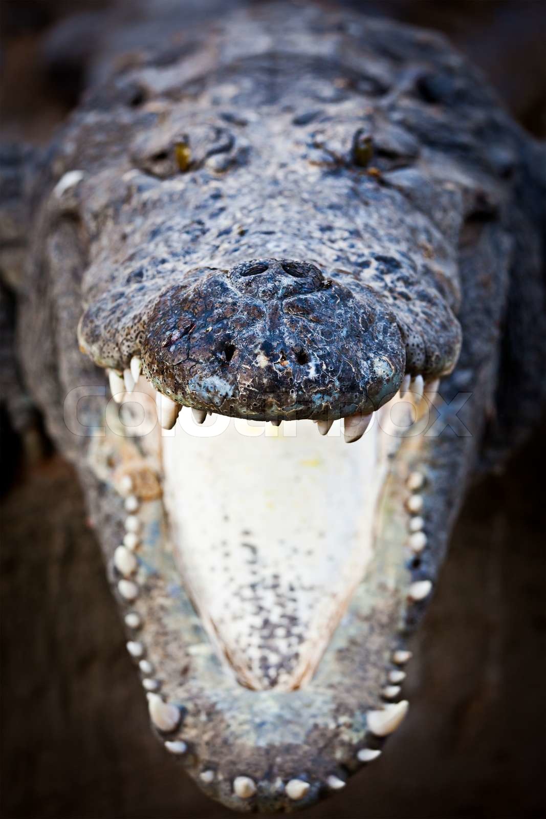 Charging crocodile jaws | Stock image | Colourbox