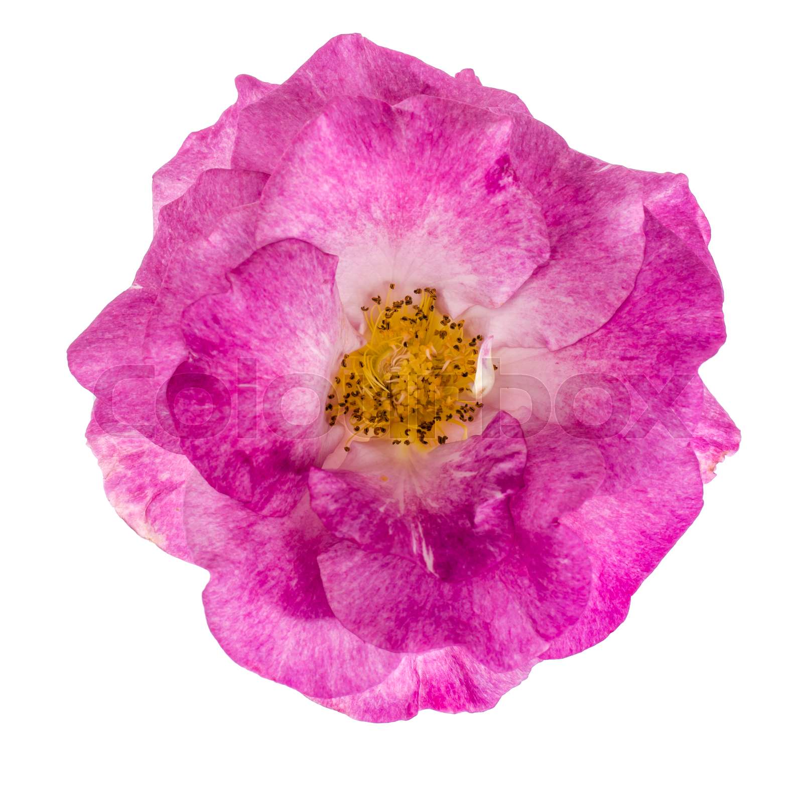 Head of the flower rose | Stock image | Colourbox