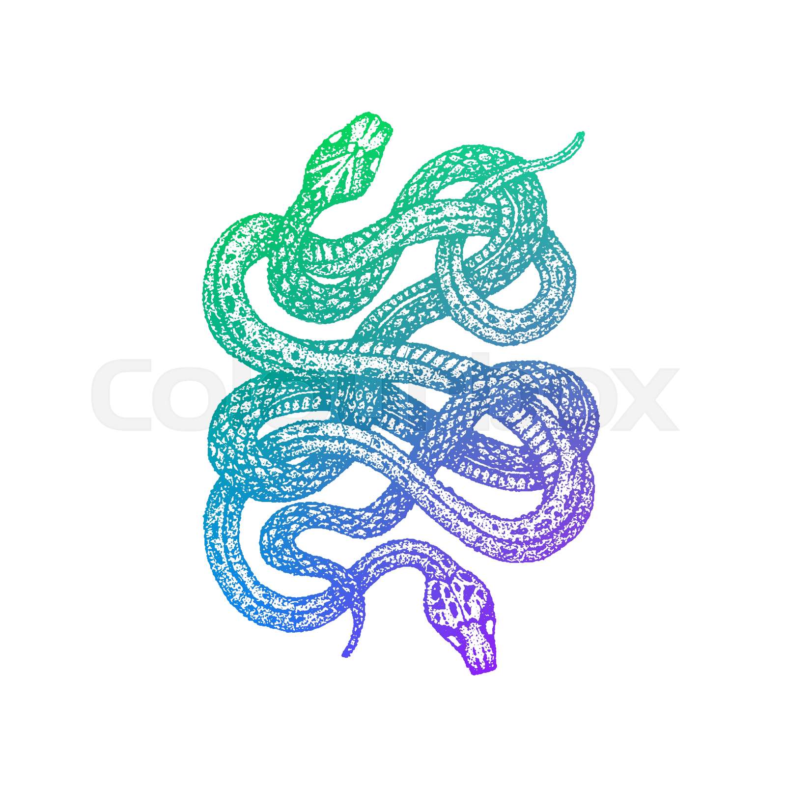 Two Snakes Colorful Sketch | Stock vector | Colourbox