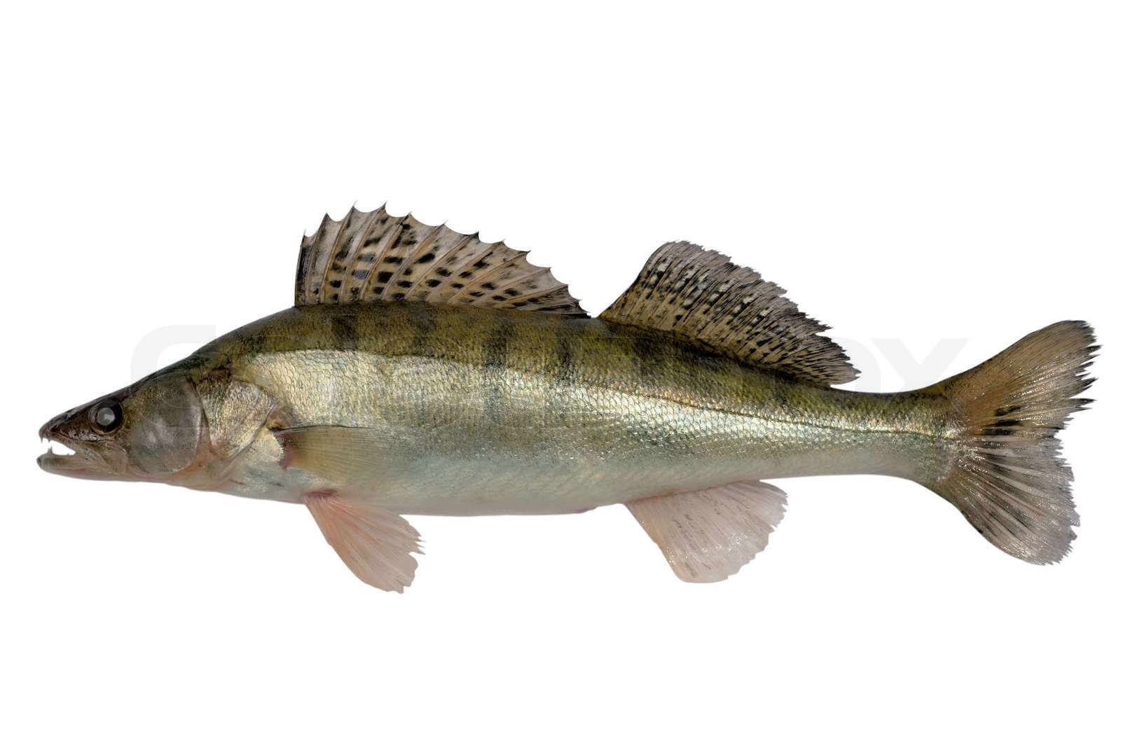 Große Zander auf einem weißen Hintergrund | Stock Bild | Colourbox