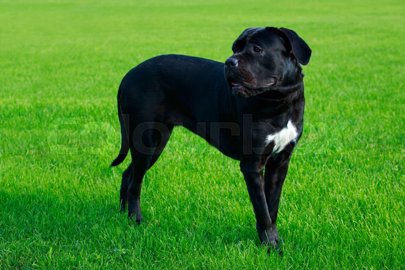 Dog breed Italiano Cane Corso | Stock image | Colourbox