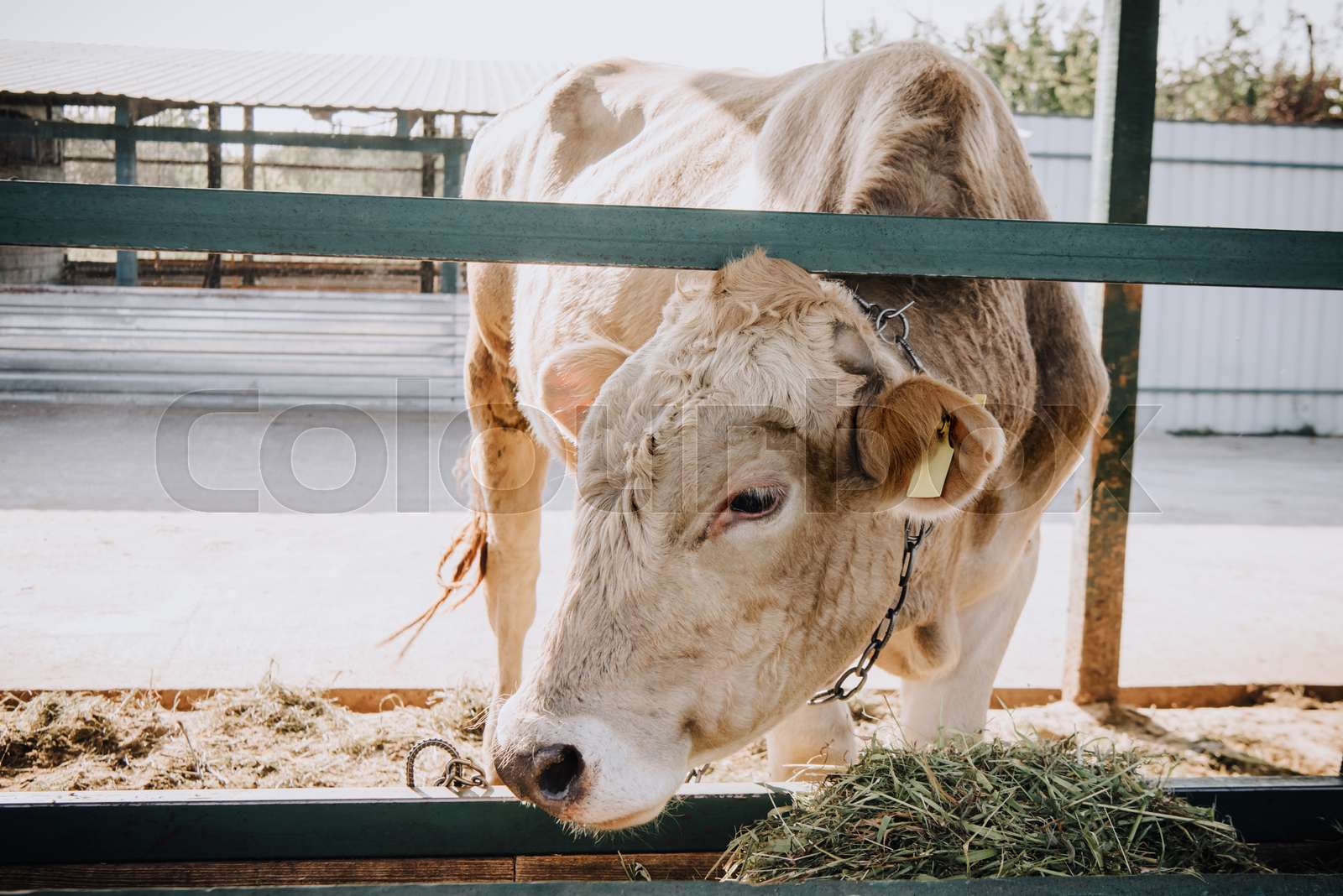 little white calf eating hay in stall at farm | Stock image | Colourbox