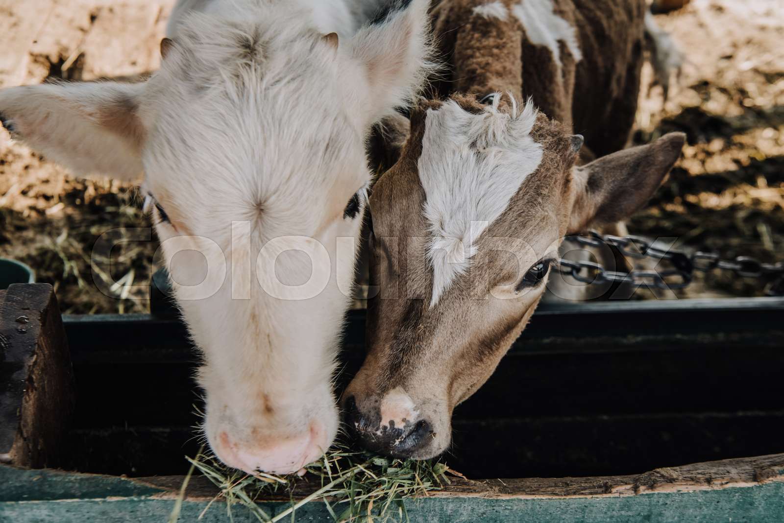 little domestic calves eating hay in stall at farm | Stock image ...