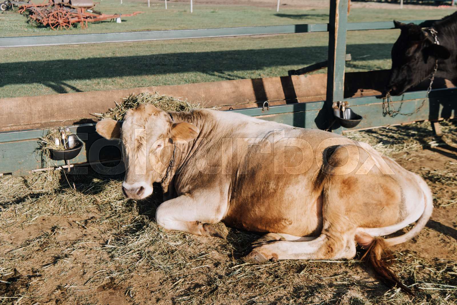 brown domestic cow with hay on head laying on ground in barn at farm ...