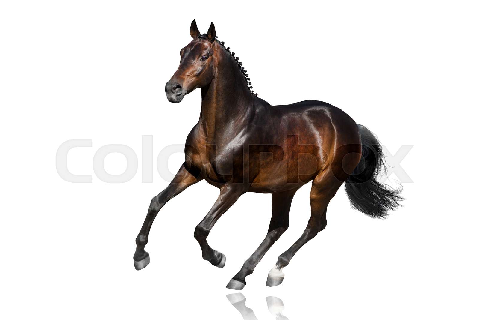 Stallion run isolated | Stock image | Colourbox