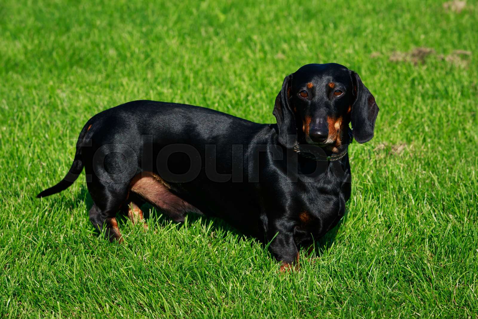 Dog breed dachshund | Stock image | Colourbox