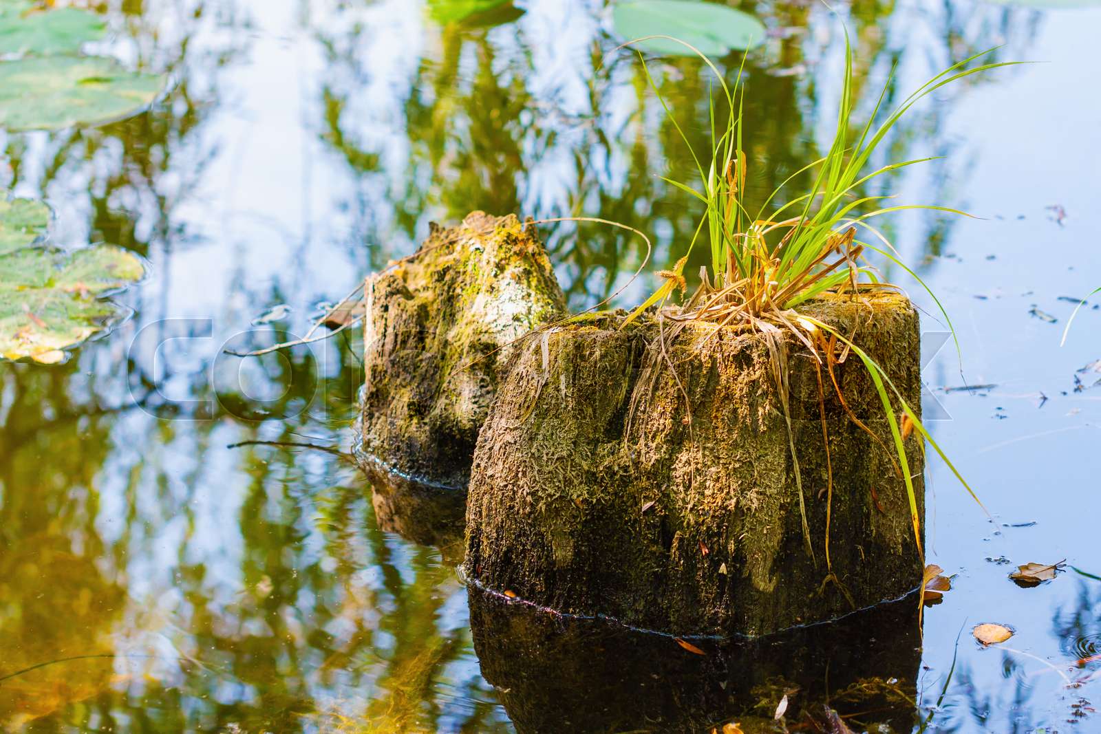 Stumps in the water | Stock image | Colourbox