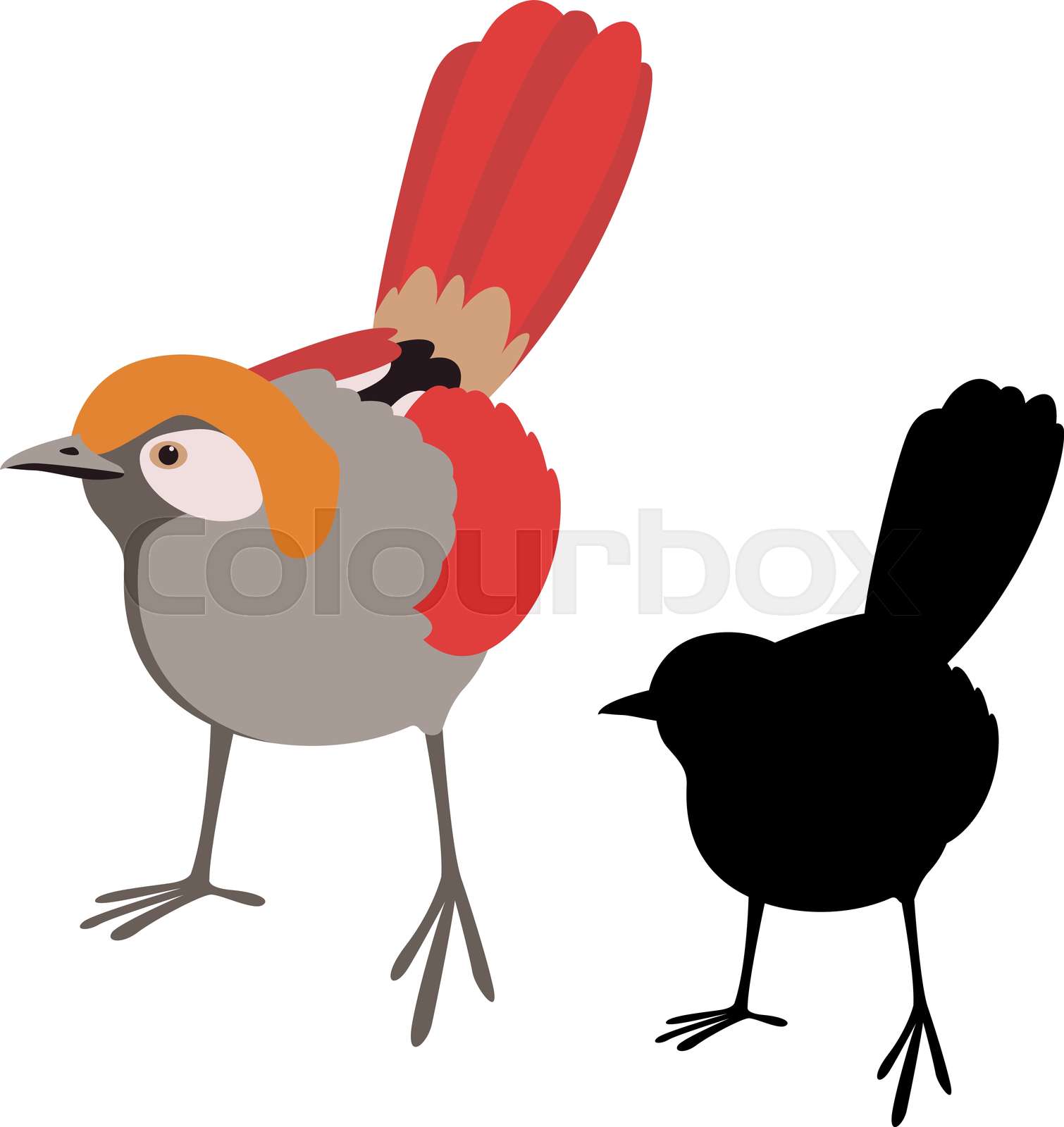 red tailed thrush vector | Stock vector | Colourbox