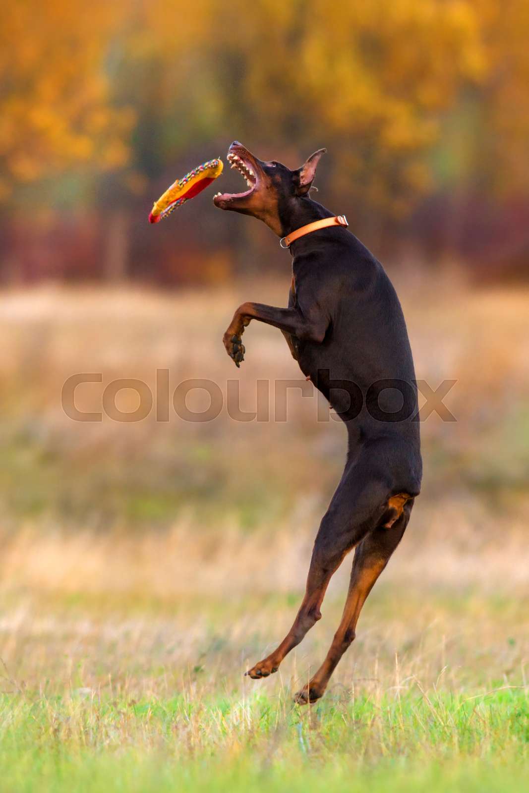 Brown doberman play | Stock image | Colourbox