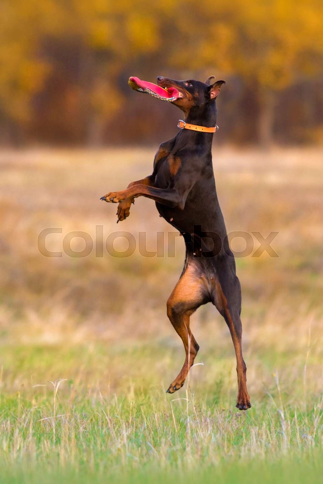 Brown doberman play | Stock image | Colourbox