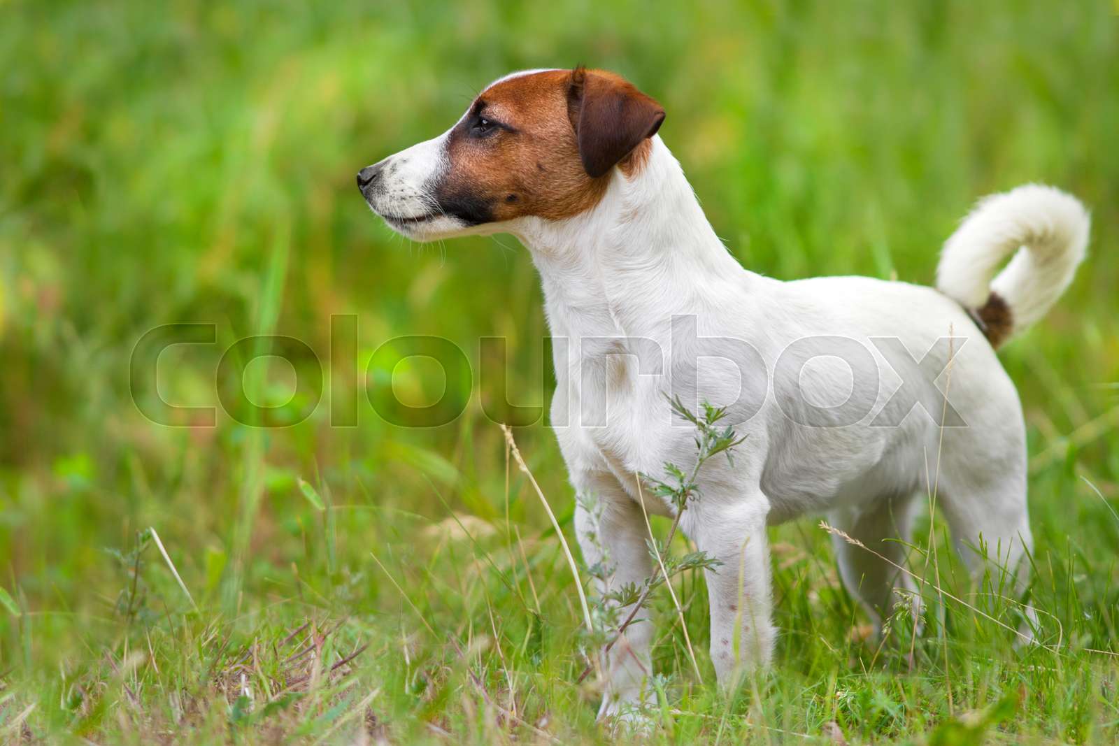 Jack russel terrier | Stock image | Colourbox