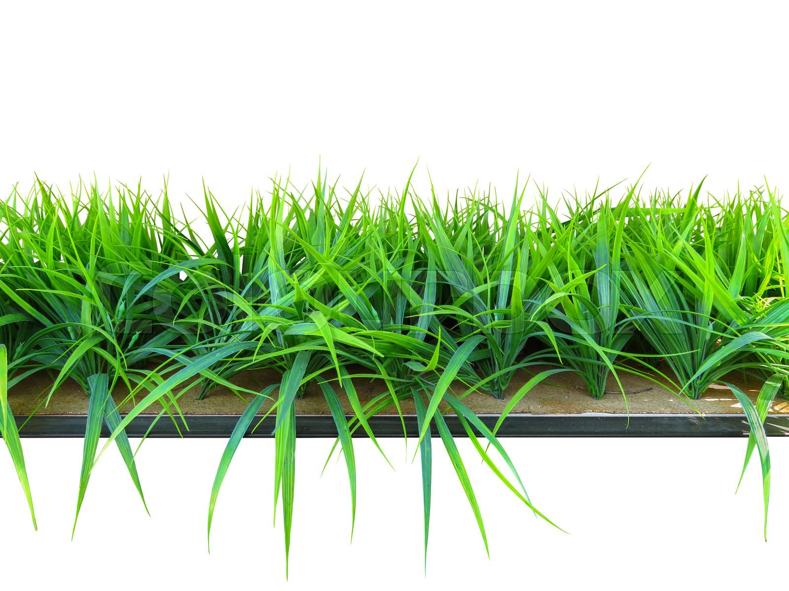 Grass isolated on white | Stock image | Colourbox