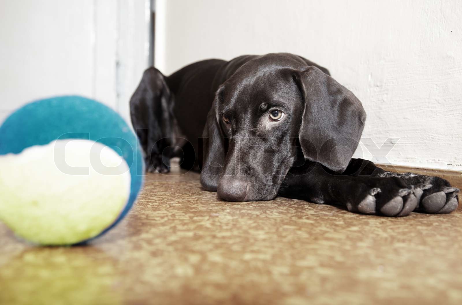 Dog and ball | Stock image | Colourbox