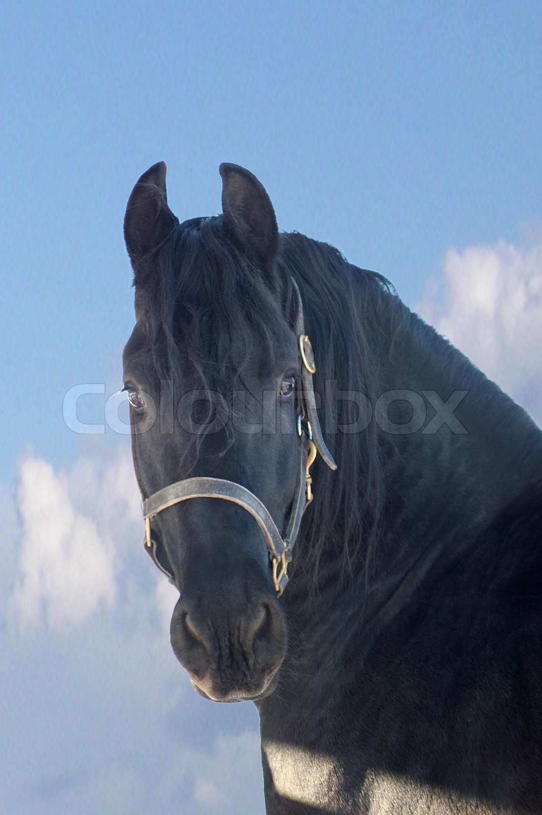 portræt af den sorte hest | Stock foto | Colourbox