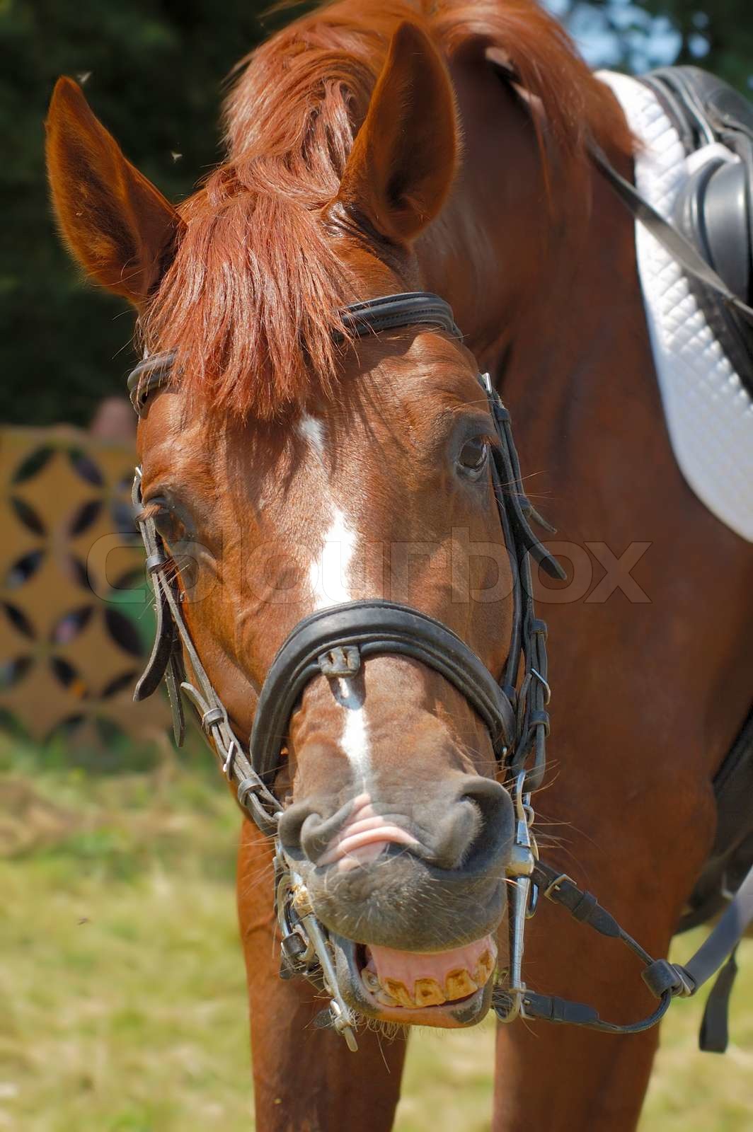 smiling horse | Stock image | Colourbox
