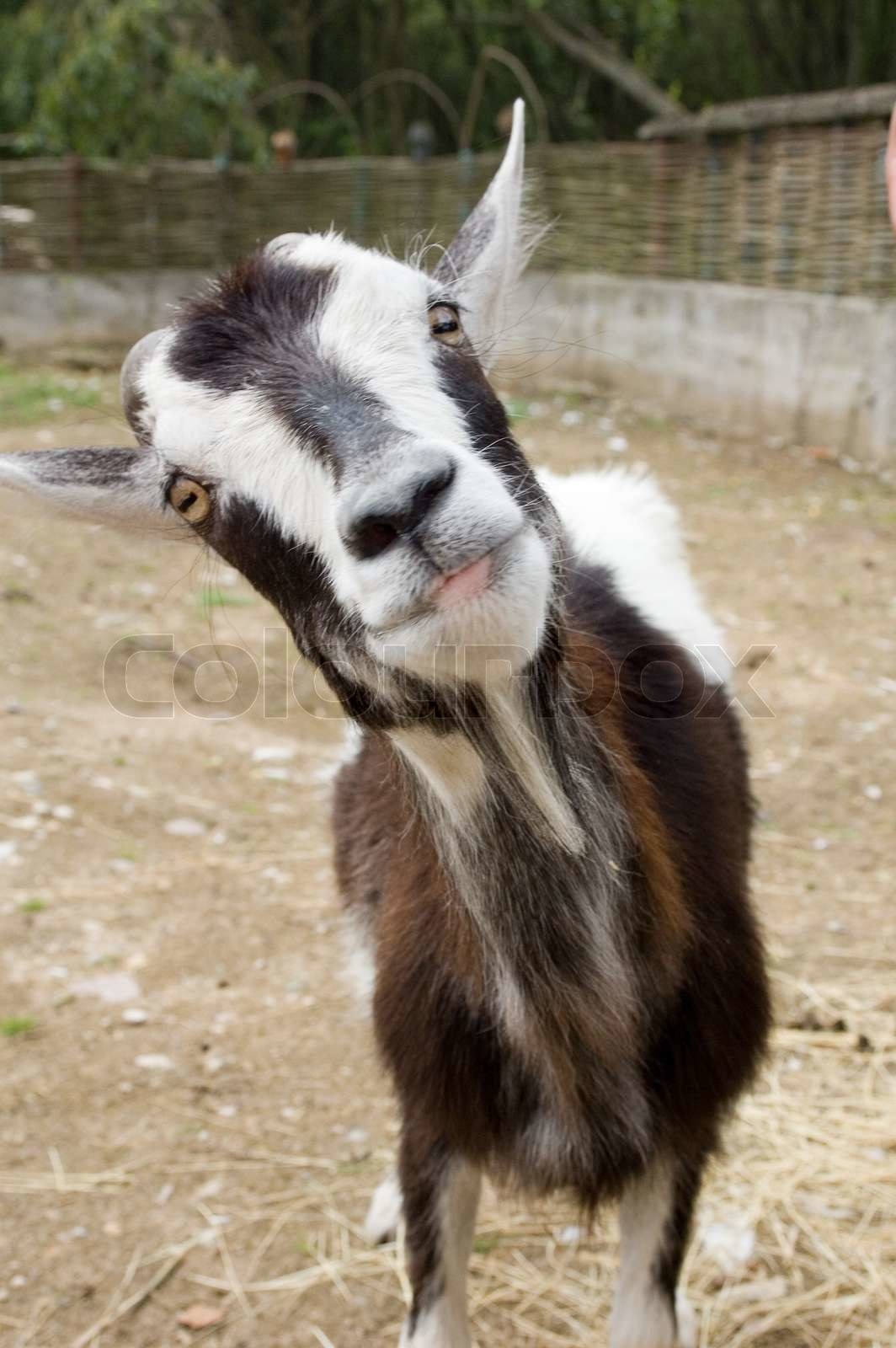 multicolor curious goat | Stock image | Colourbox