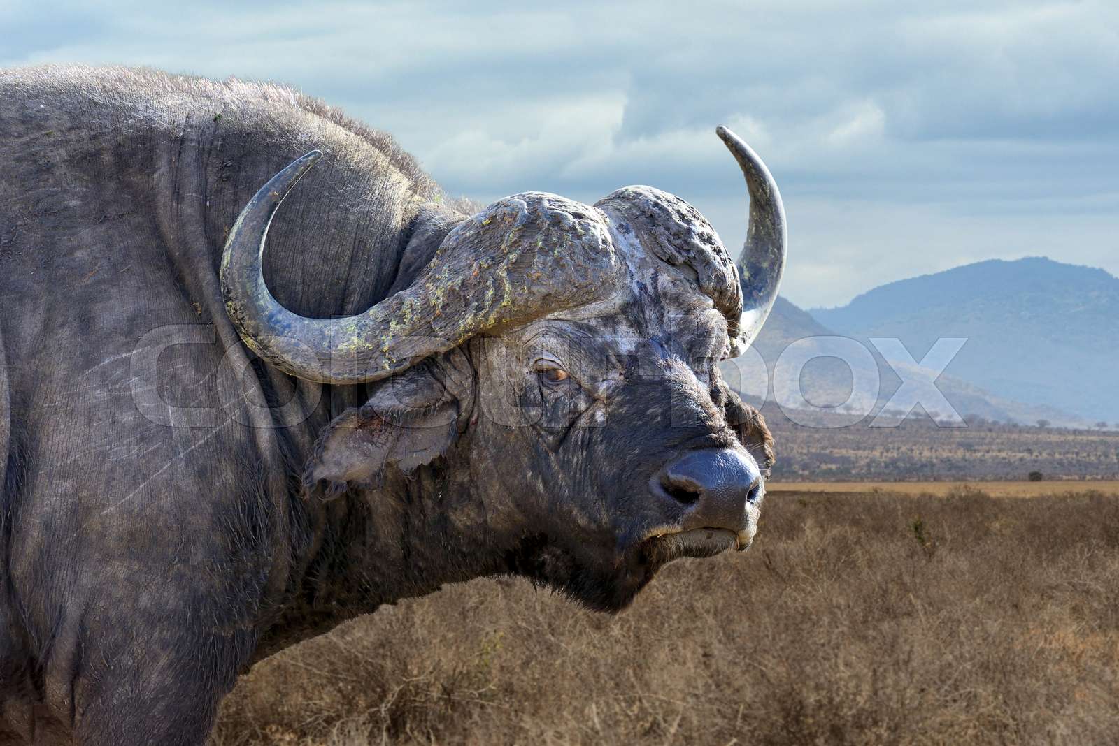 Wild African buffalo bull | Stock image | Colourbox