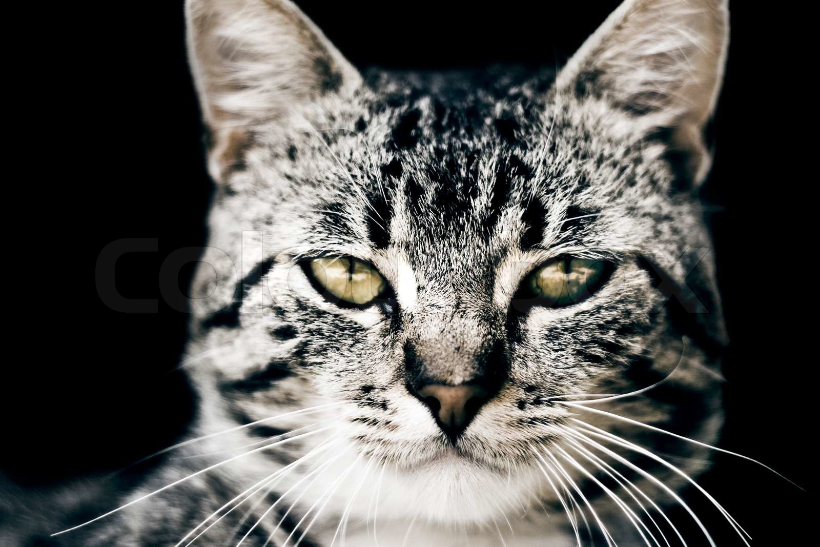 kat på sort baggrund | Stock foto | Colourbox