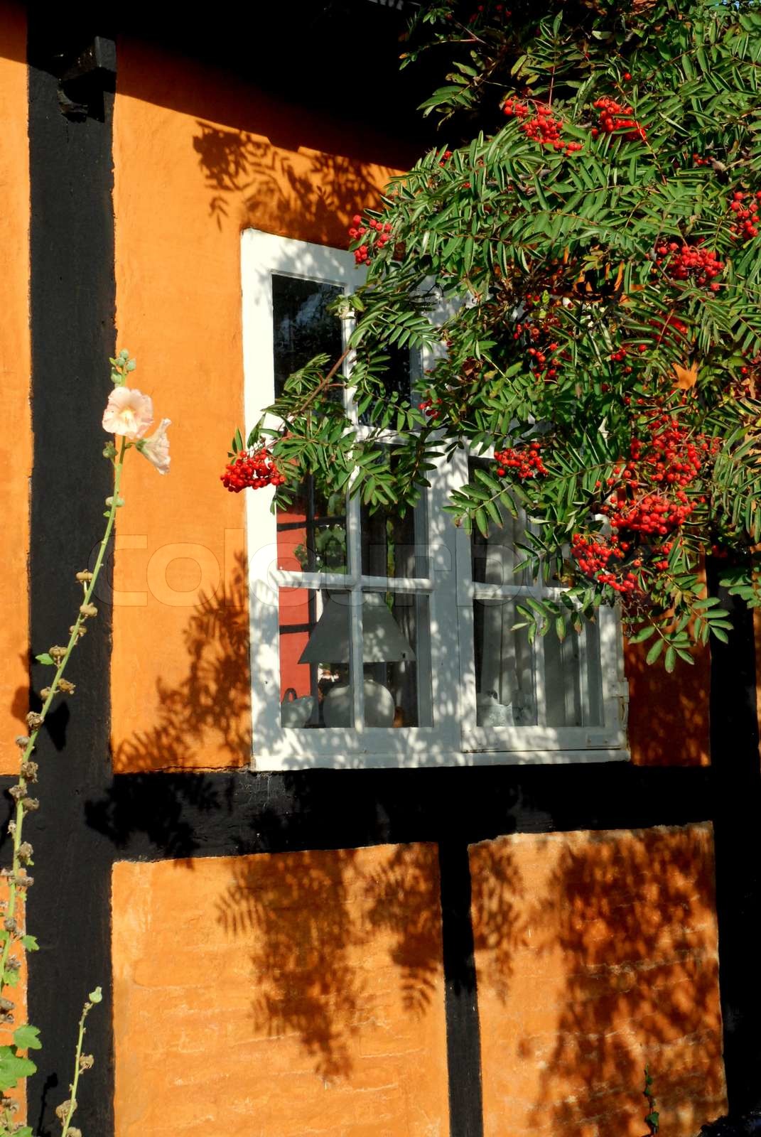 Okker Farvet Hus med Orange rønnebær | Stock foto | Colourbox