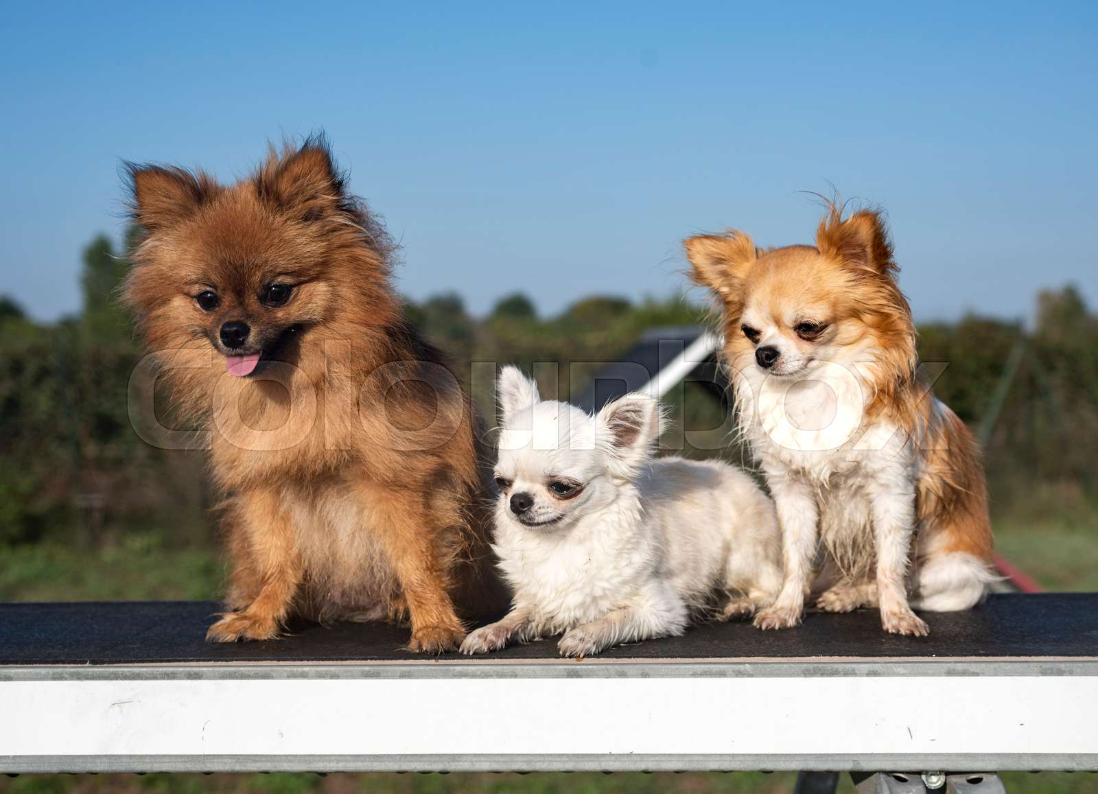 three little dogs | Stock image | Colourbox