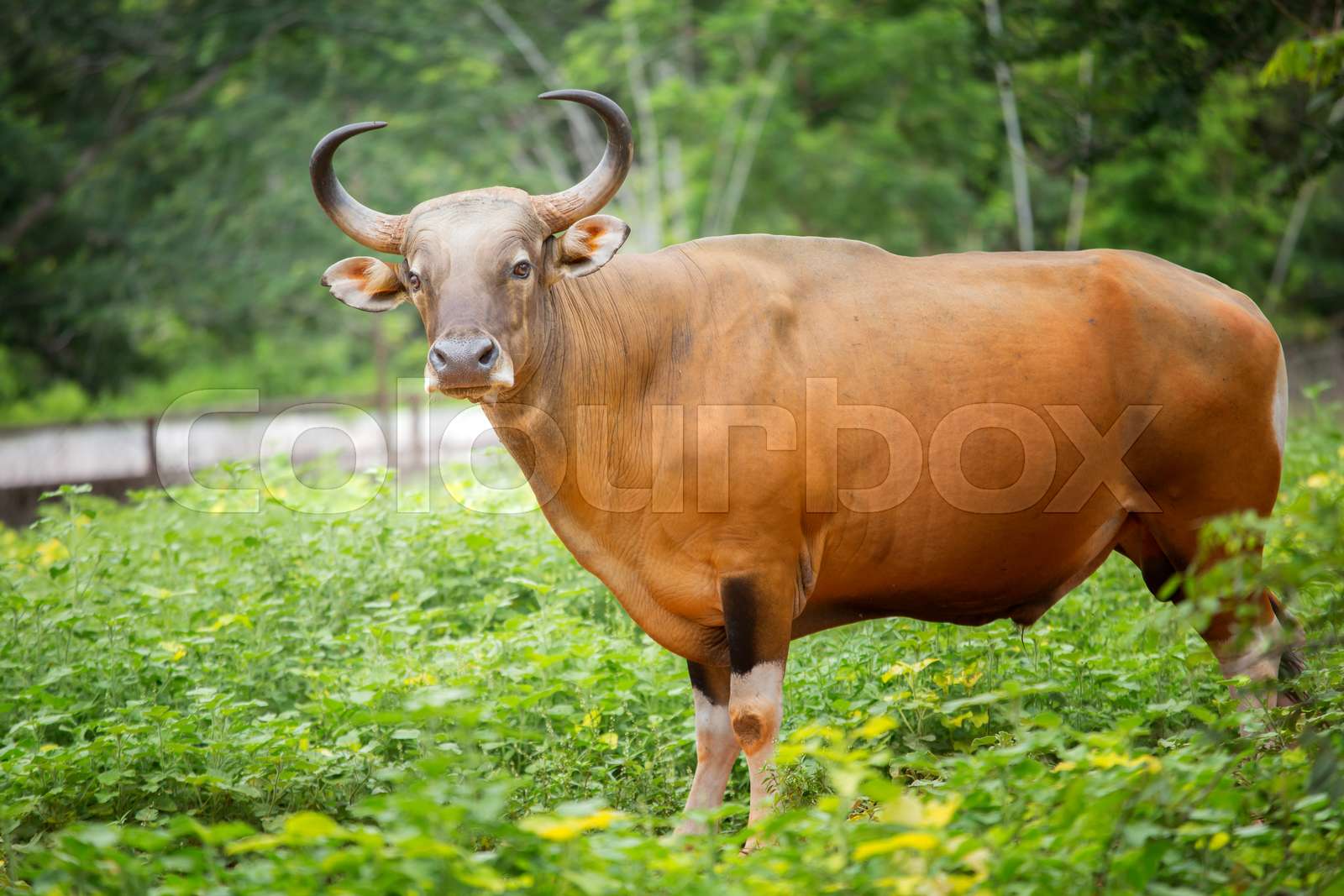 wild bull | Stock image | Colourbox