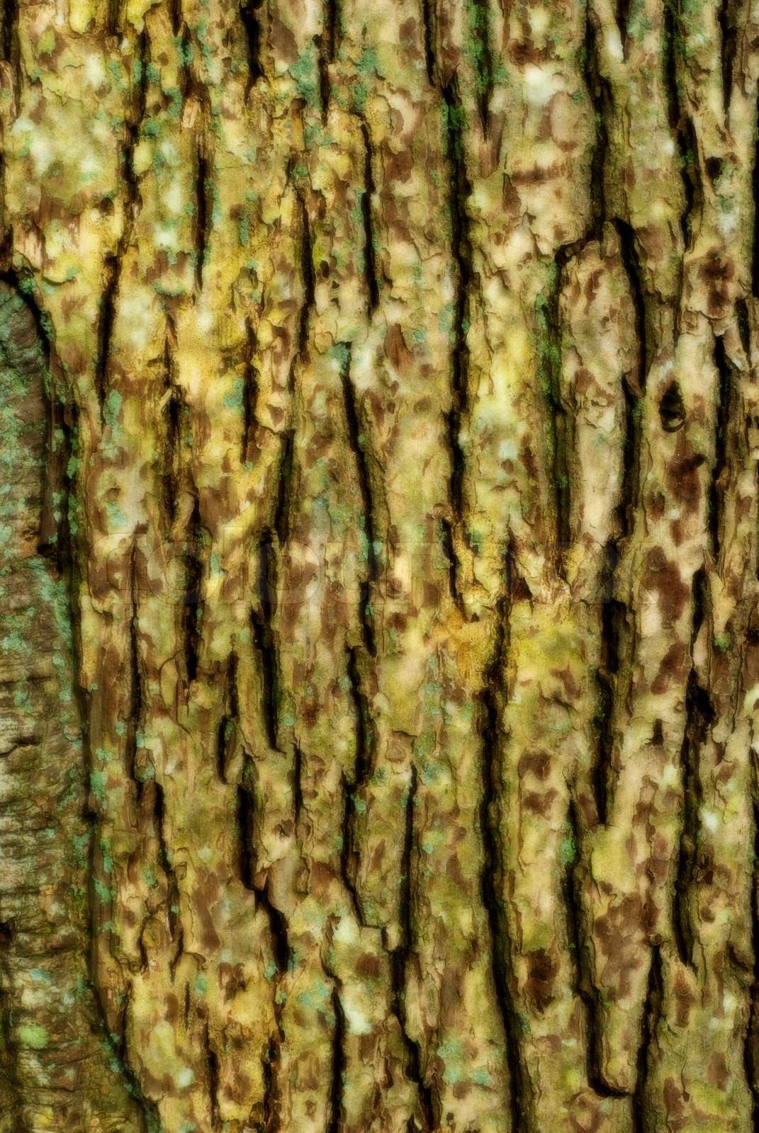 Holz Rinde Textur | Stock Bild | Colourbox