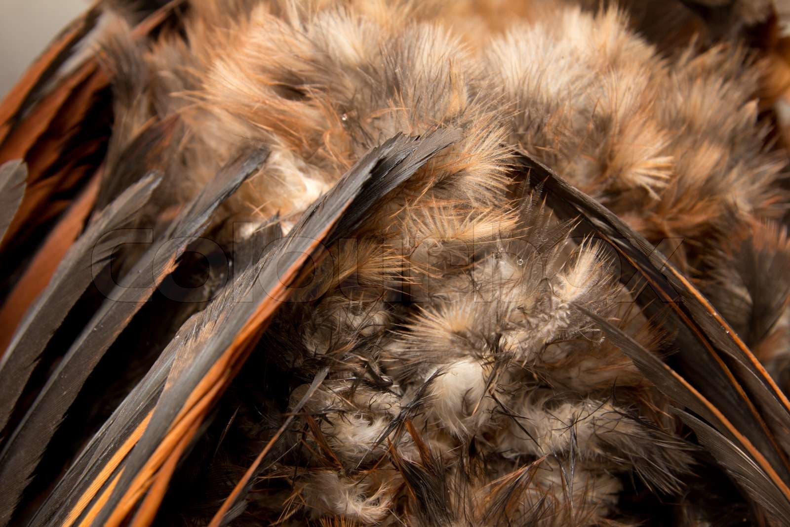 Federn Hahn als Hintergrund | Stock Bild | Colourbox