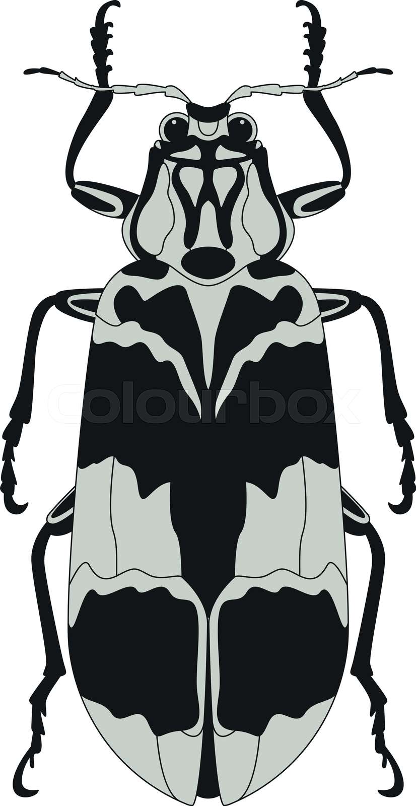 beetle | Stock vector | Colourbox