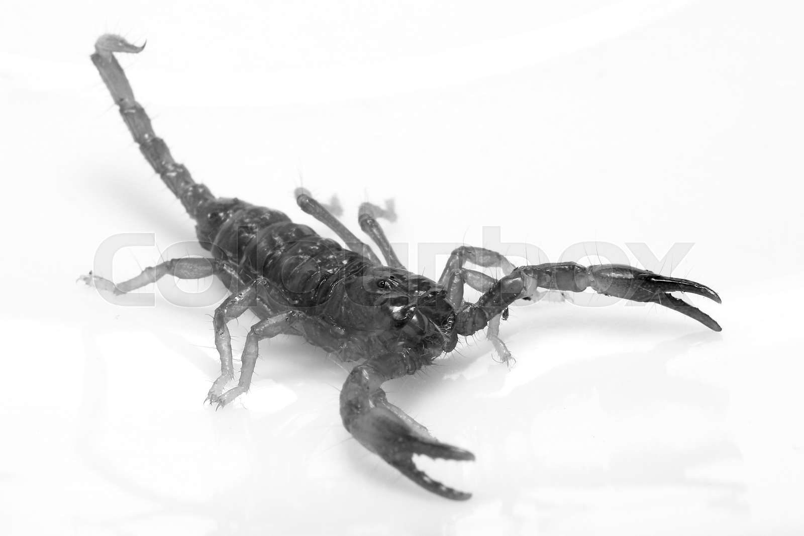 black and white photo of Asian Forest Scorpion (Heterometrus petersii ...