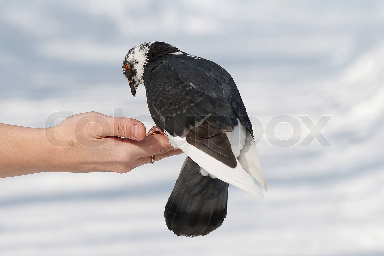 en due på hans hånd | Stock foto | Colourbox