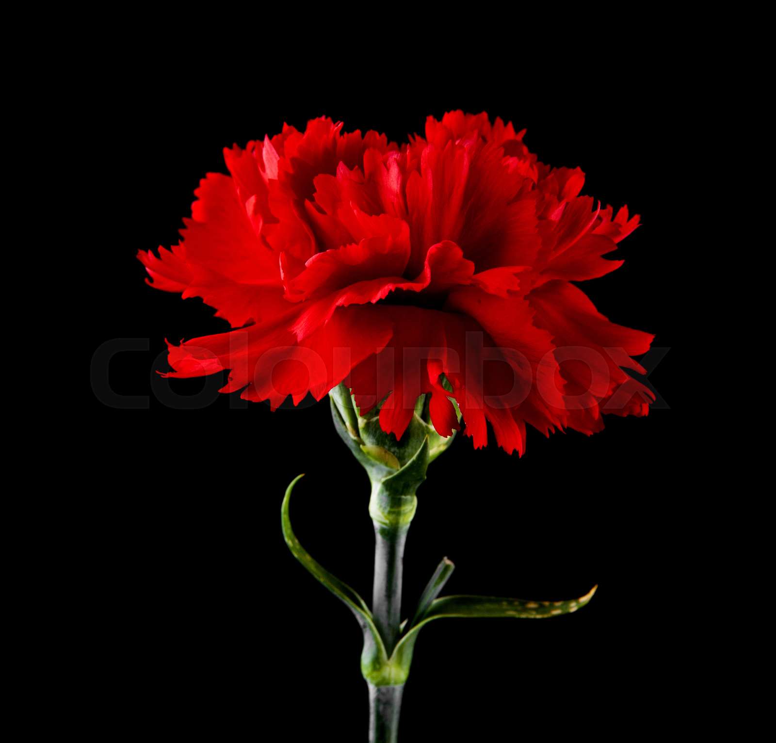 red carnation flowers isolated on a black background | Stock image ...