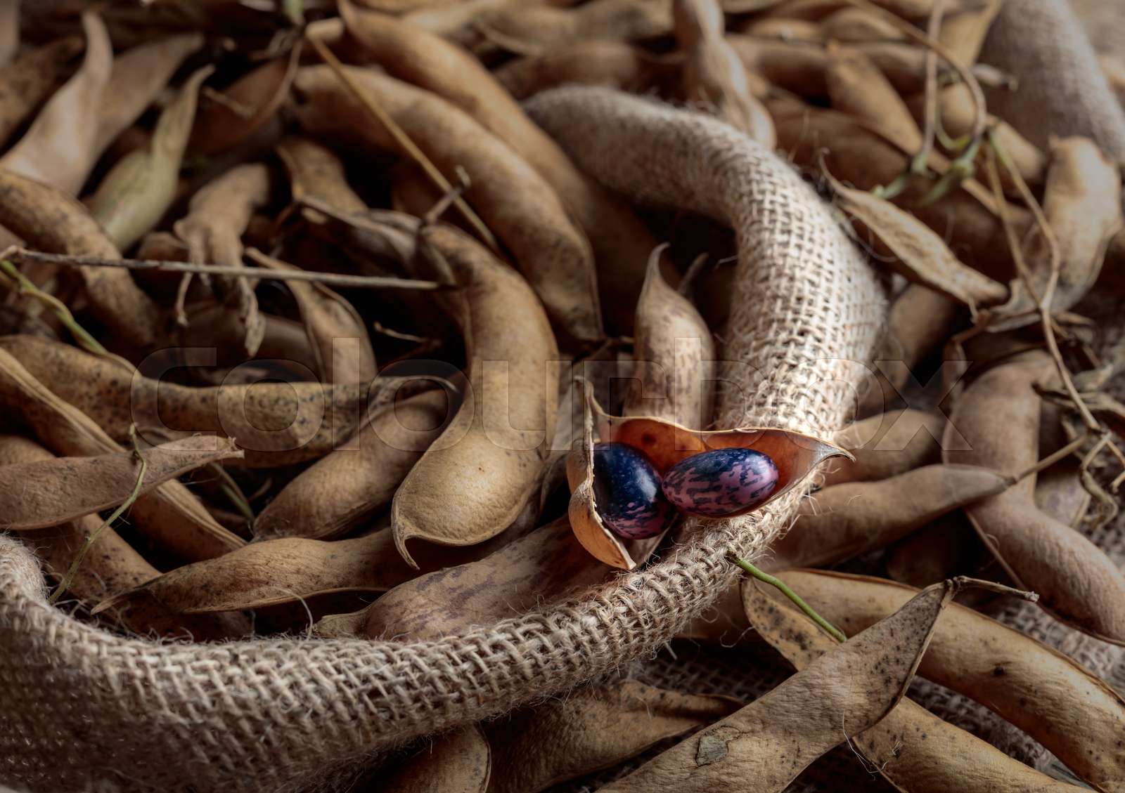 Dry bean pods, healthy organic food. | Stock image | Colourbox