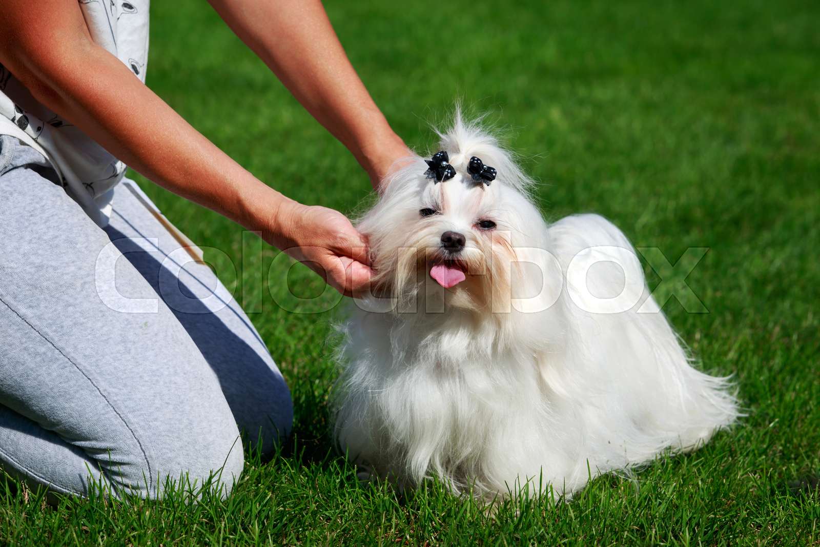 The Maltese dog | Stock image | Colourbox