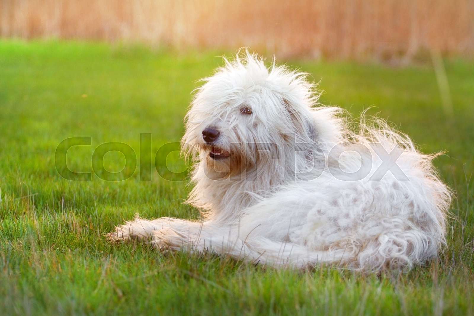 South russian shepherd dog | Stock image | Colourbox