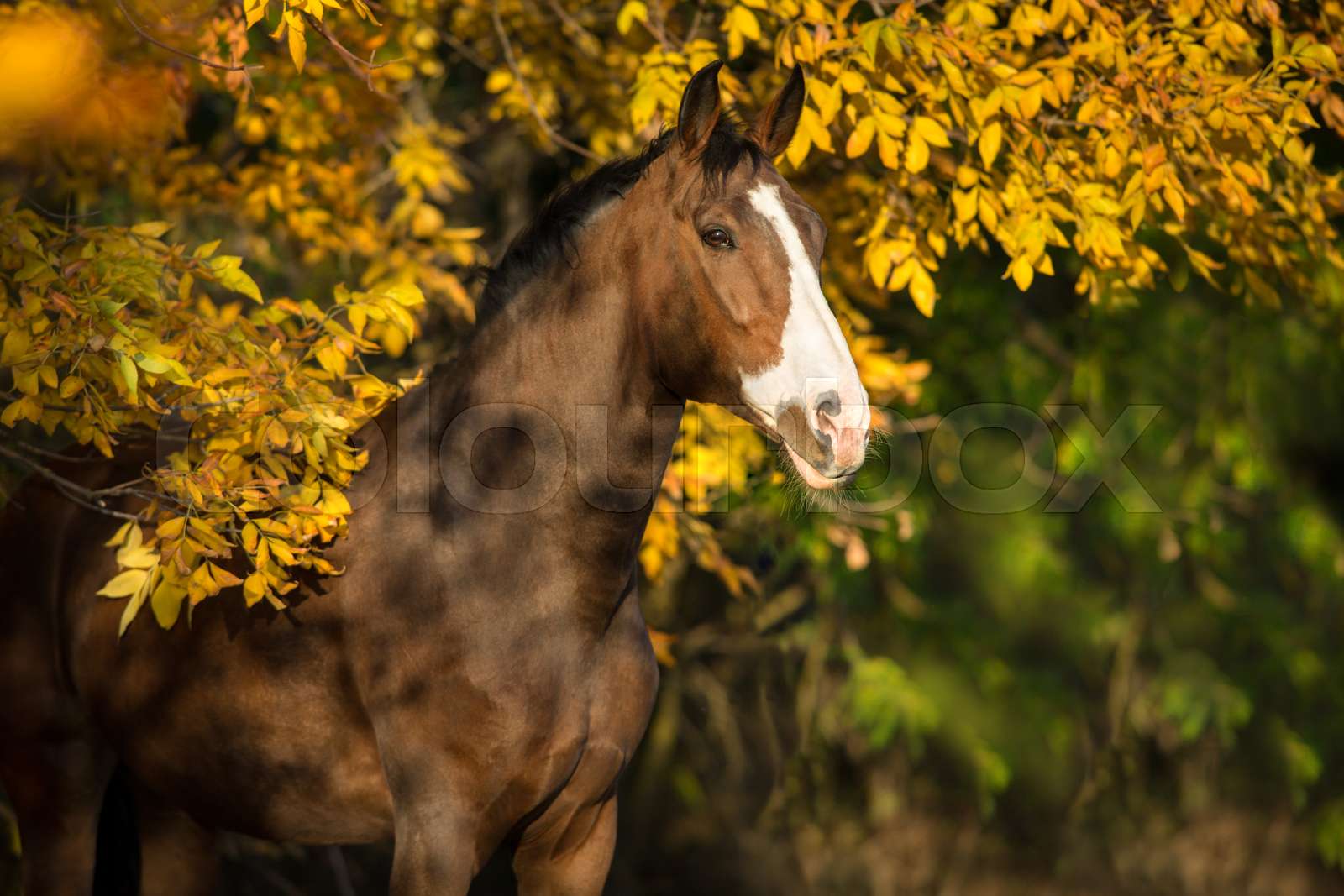 Beautiful horse in fall | Stock image | Colourbox
