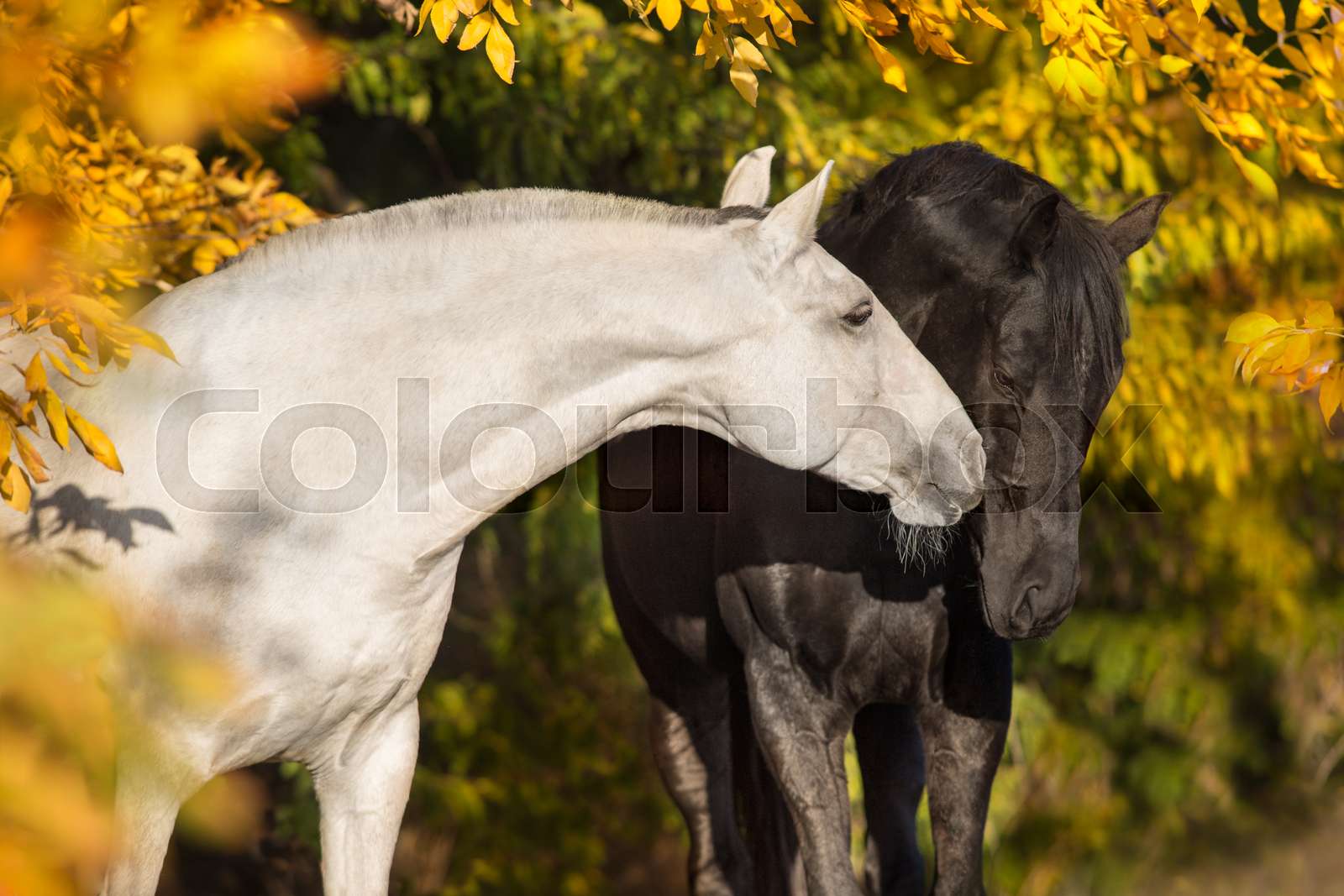 Two horse portrait | Stock image | Colourbox