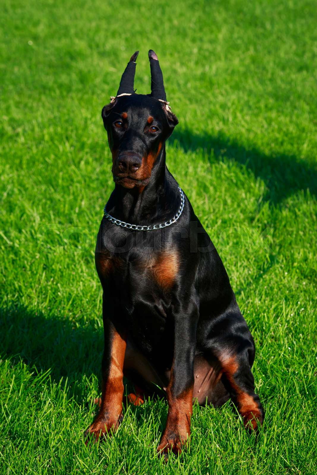 dog breed Doberman Pinscher | Stock image | Colourbox
