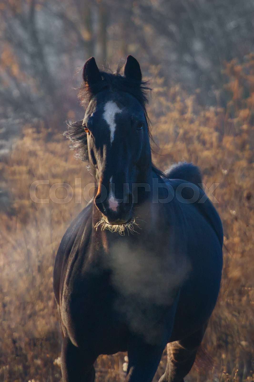 Beautiful horse in fall | Stock image | Colourbox