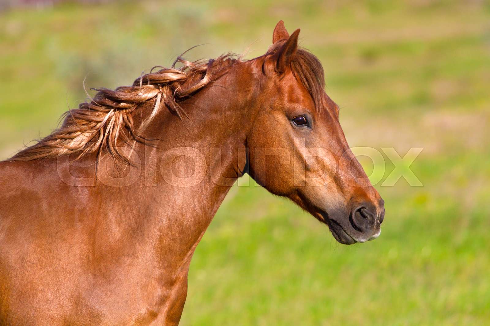 Beautiful red horse portrait | Stock image | Colourbox