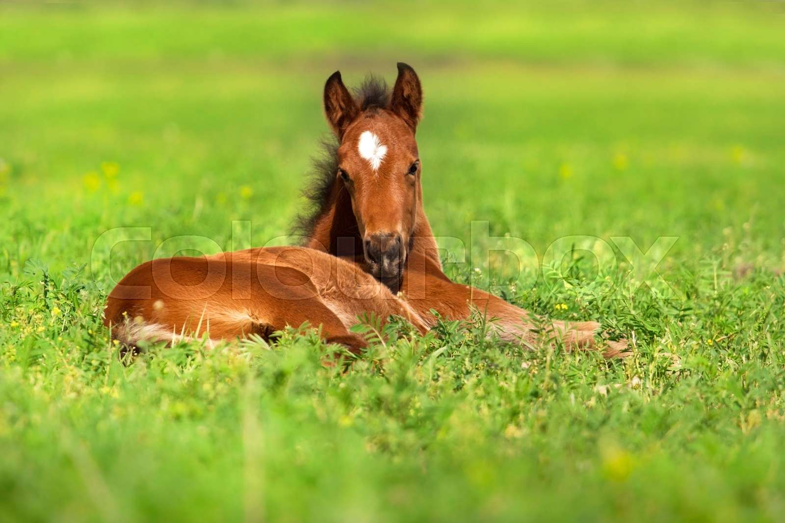 Foal run on spring pasture | Stock image | Colourbox