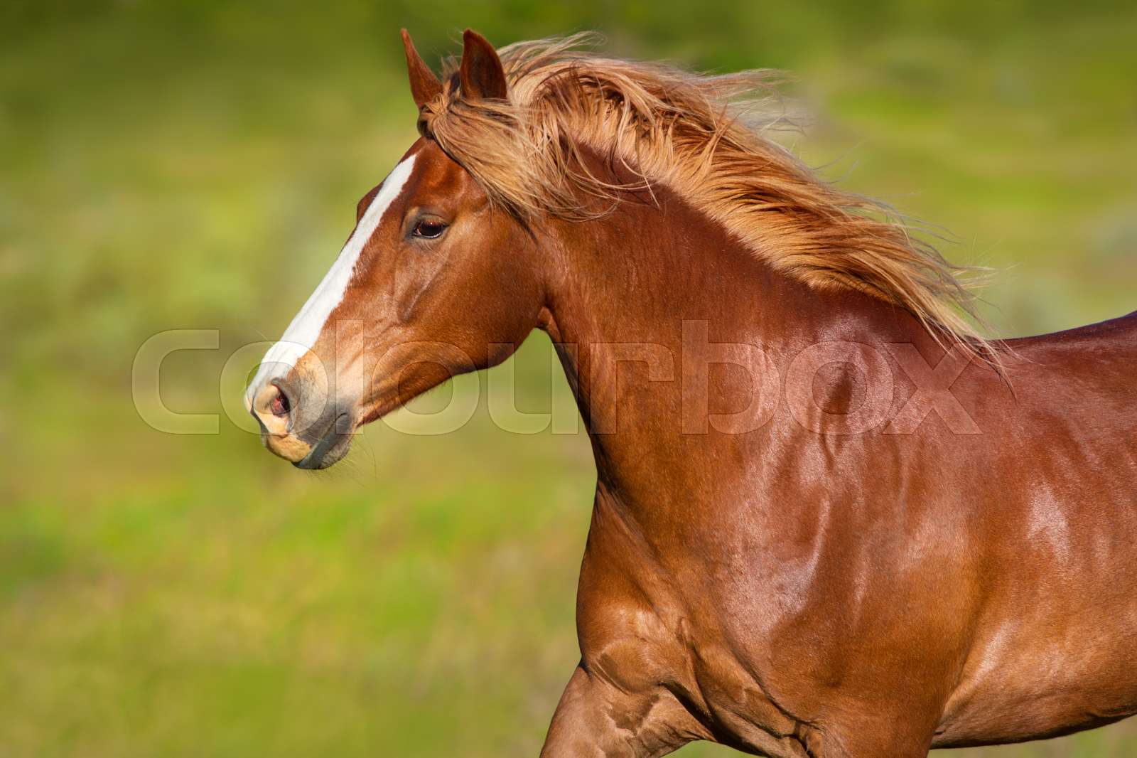 Beautiful red horse portrait | Stock image | Colourbox