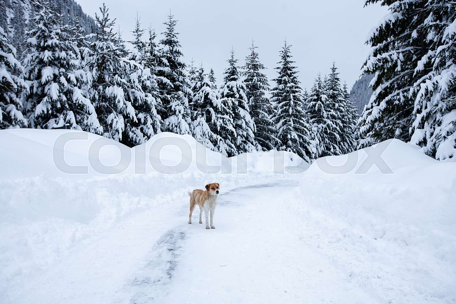 Magical winter wonderland landscape with frosty bare trees | Stock ...
