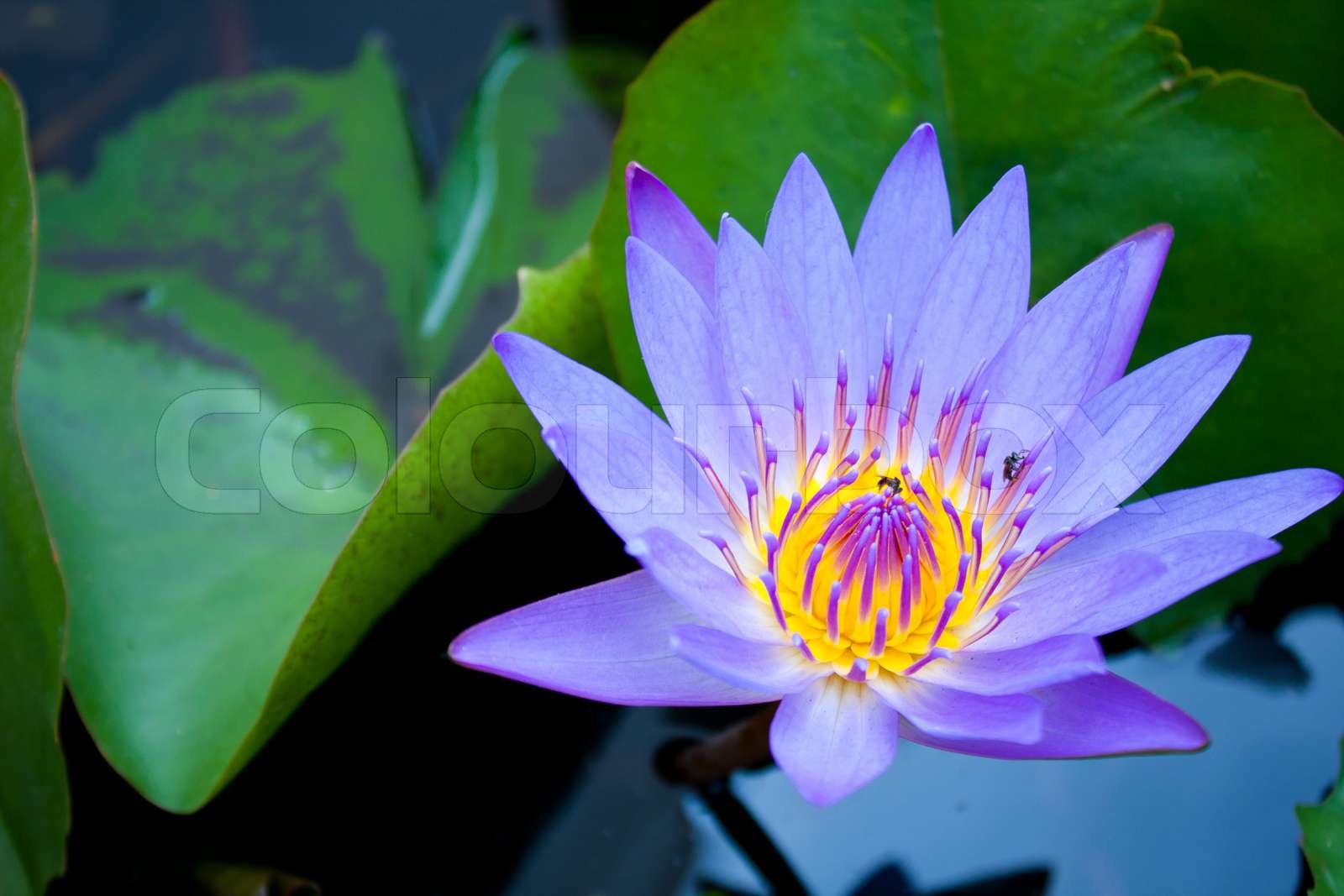Light blue lotus | Stock image | Colourbox