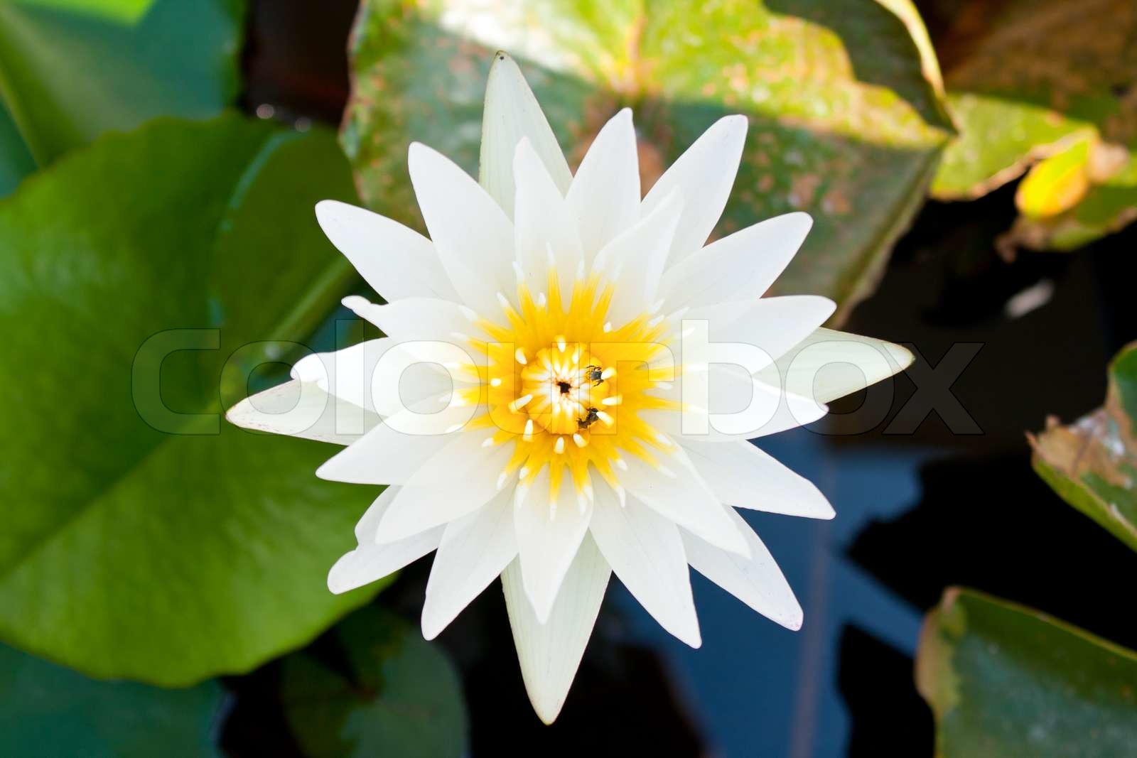 White lotus bloom fully | Stock image | Colourbox