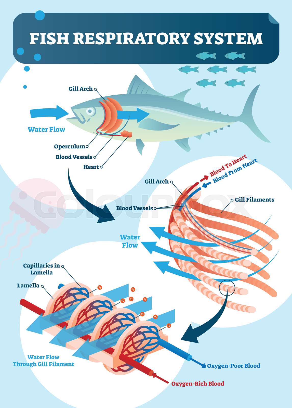 Fish respiratory system vector illustration. Labeled anatomical scheme ...