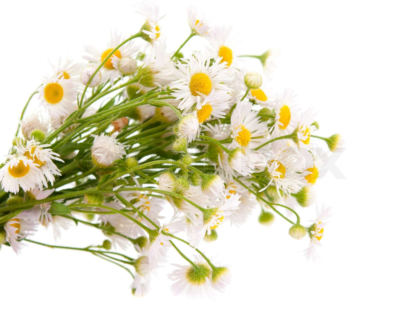 Strauß Margeriten Feld | Stock Bild | Colourbox