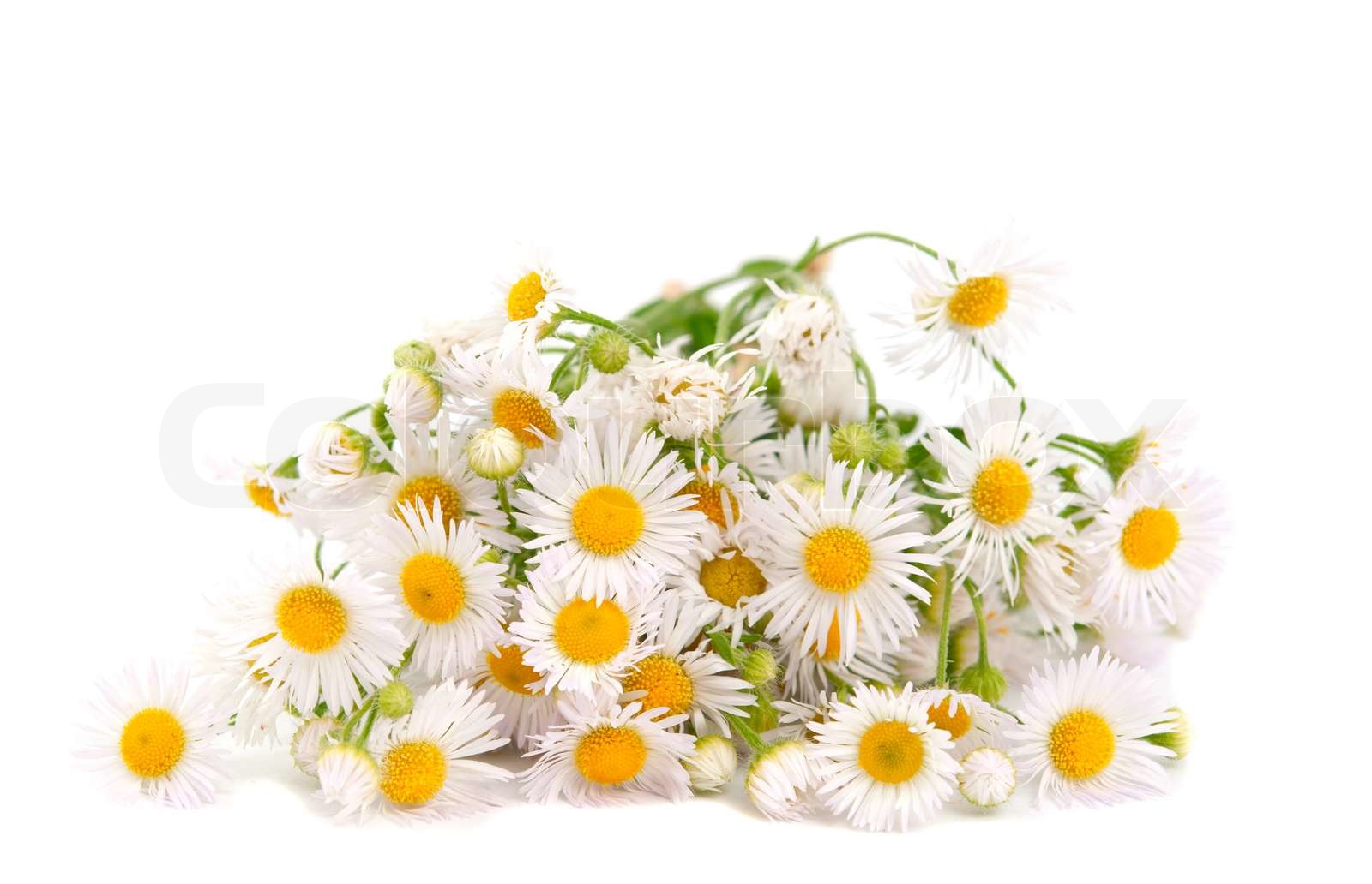 Strauß Margeriten Feld | Stock Bild | Colourbox
